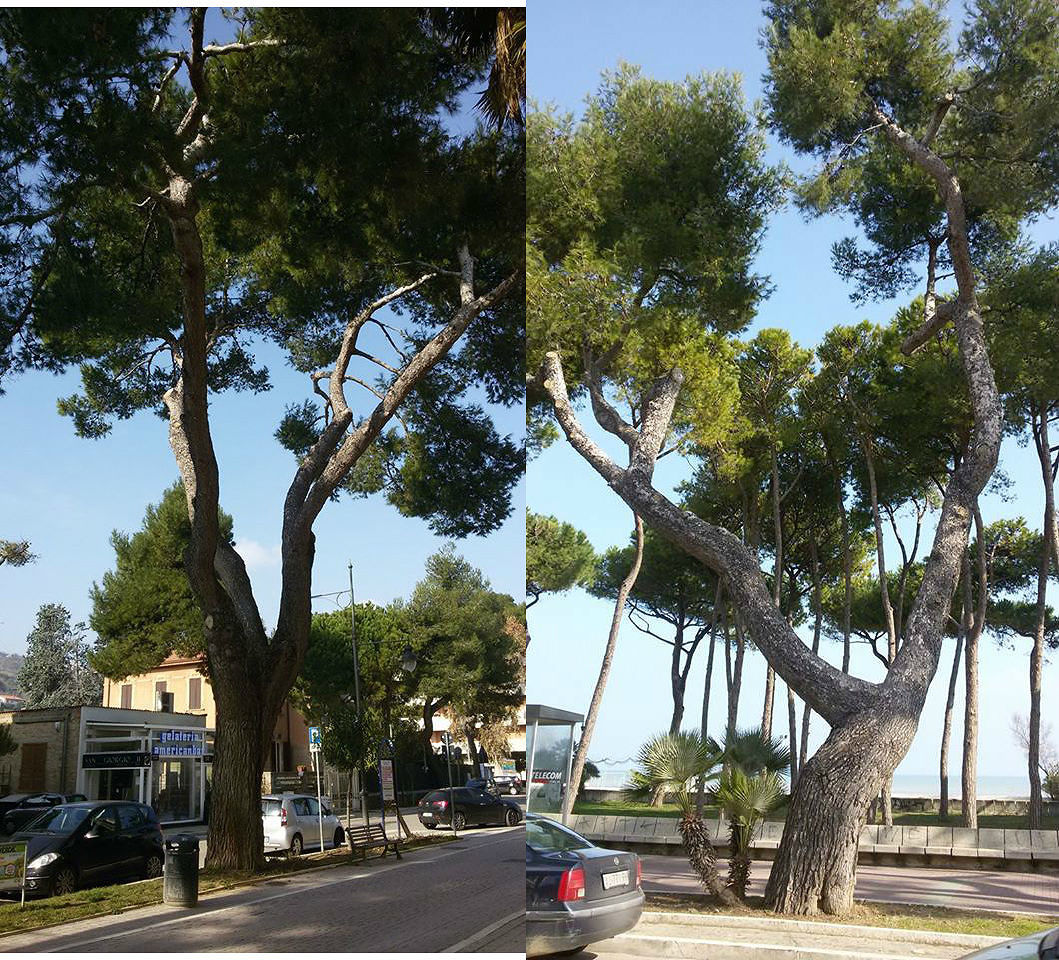 Silvi, nuovi pini storici con caratteristiche di monumentalità FOTO ...