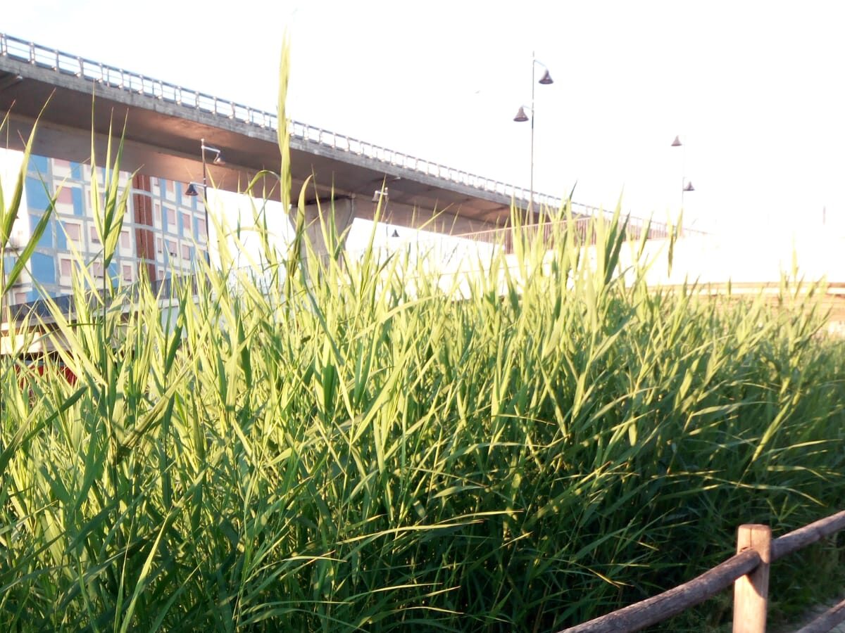 Pescara, rinasce il canneto estirpato dal lungofiume - Abruzzo Cityrumors