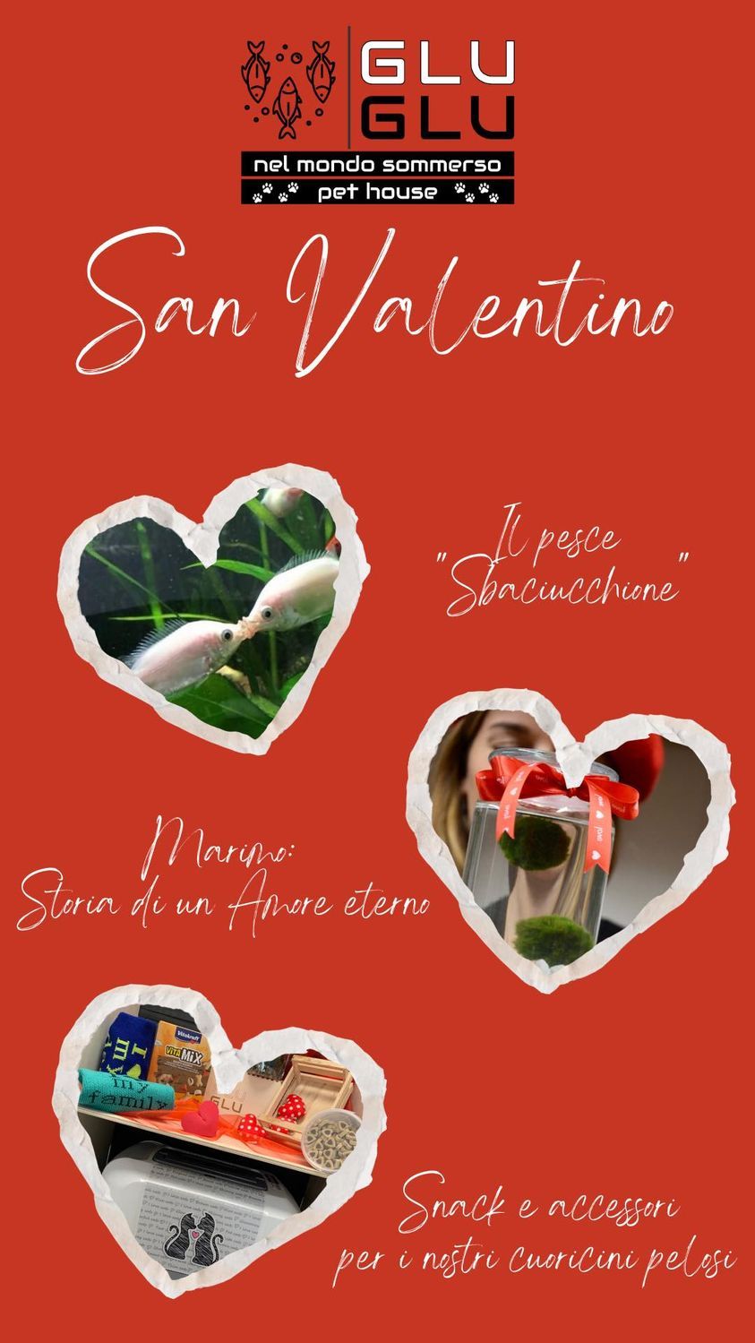 GLU GLU pet house Sant'Omero speciale SAN VALENTINO - Abruzzo Cityrumors
