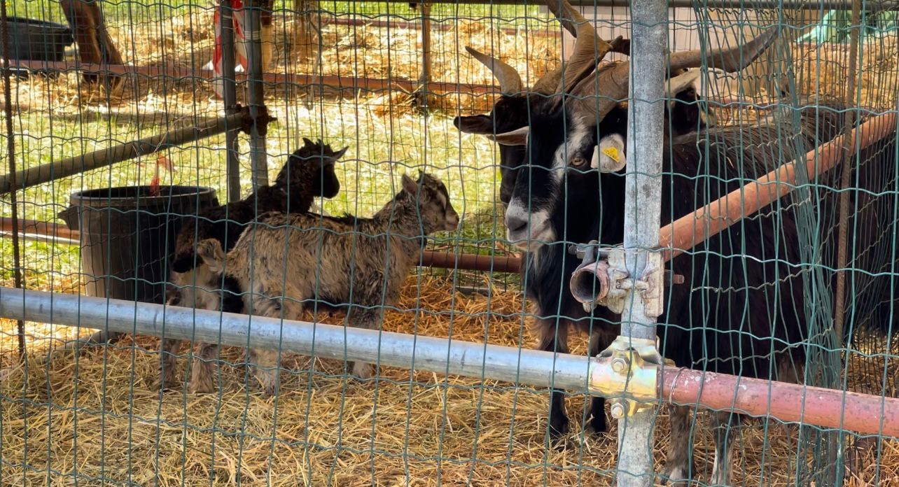 Caprone scappa dalla Fiera dell'Agricoltura di Teramo (che chiude con ...