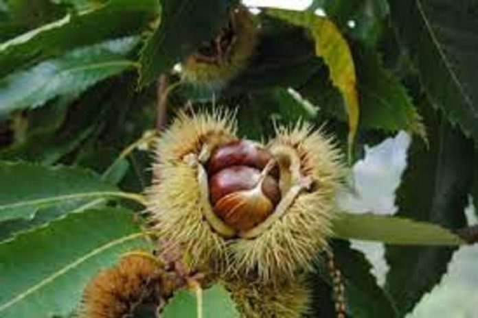La sagra della castagna: imperdibile in Abruzzo. Ecco dove devi andare ...